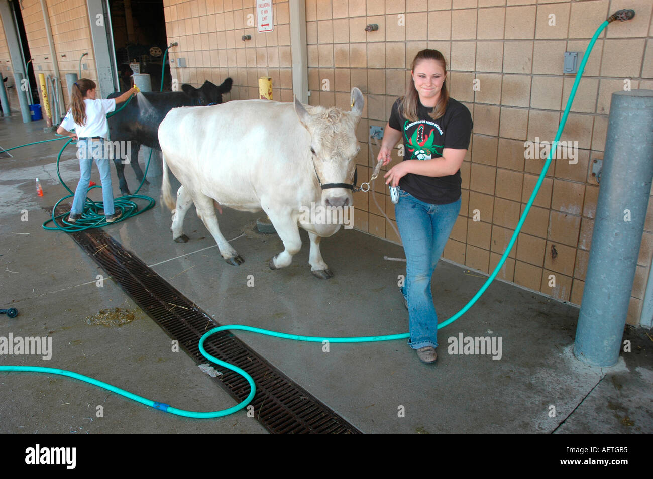 Young farmers washing their cattle steers cows for show at Fair ...