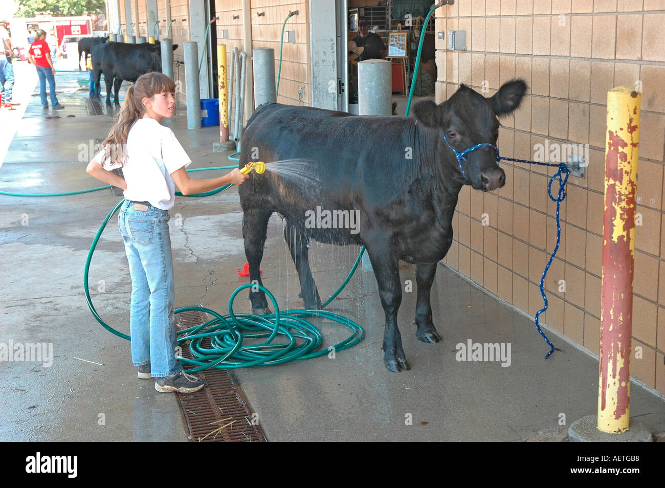 Young farmers washing their cattle steers cows for show at Fair ...
