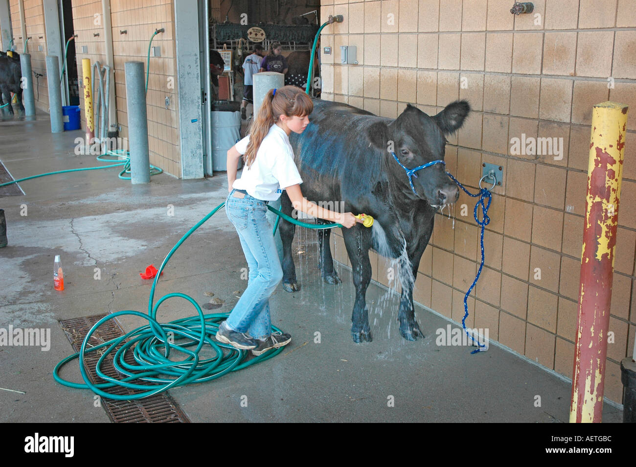 Young farmers washing their cattle steers cows for show at Fair ...