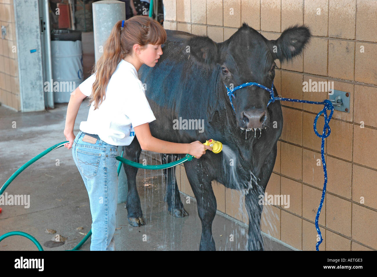 Young woman girl teen farmer washing her rel cow cattle steers cows for ...