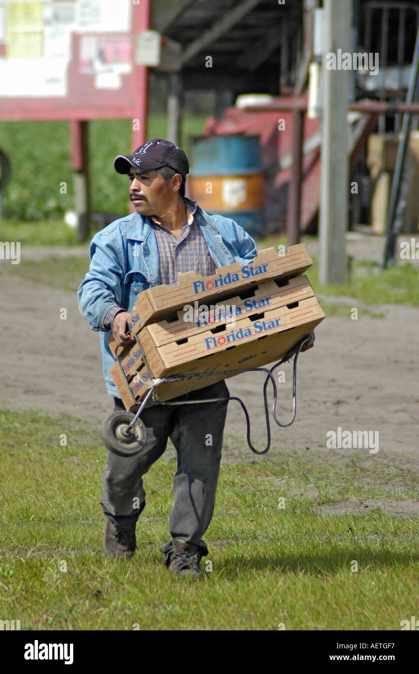 Strawberry picking machine hi-res stock photography and images - Alamy