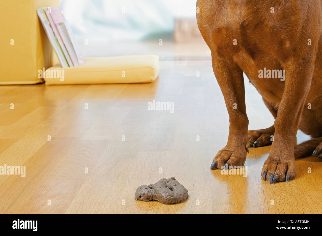 bad habit : pooping in the flat Stock Photo - Alamy