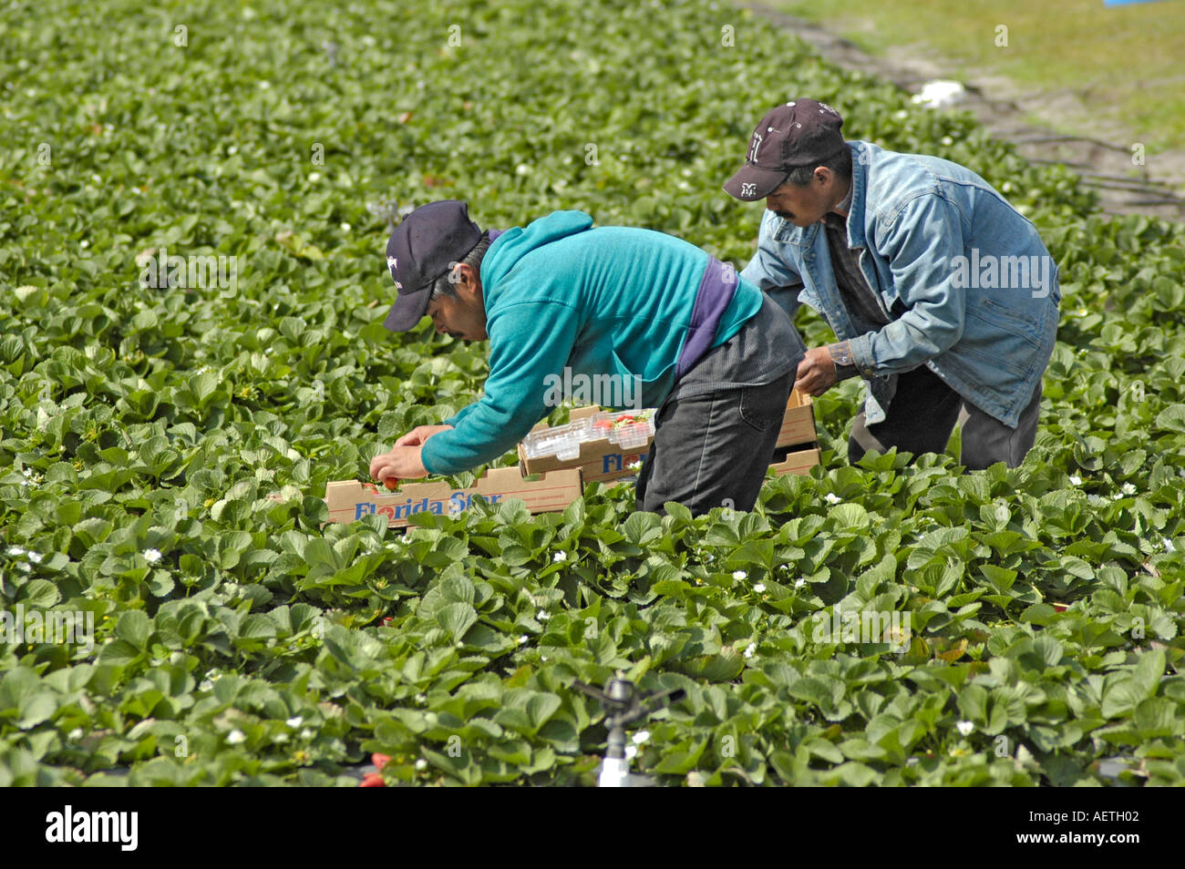 Strawberry picking machine hi-res stock photography and images - Alamy