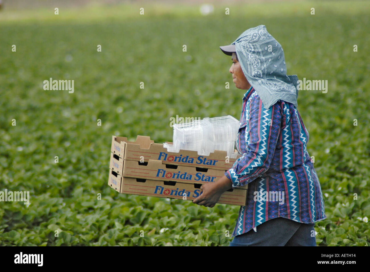Strawberry picking machine hi-res stock photography and images - Alamy
