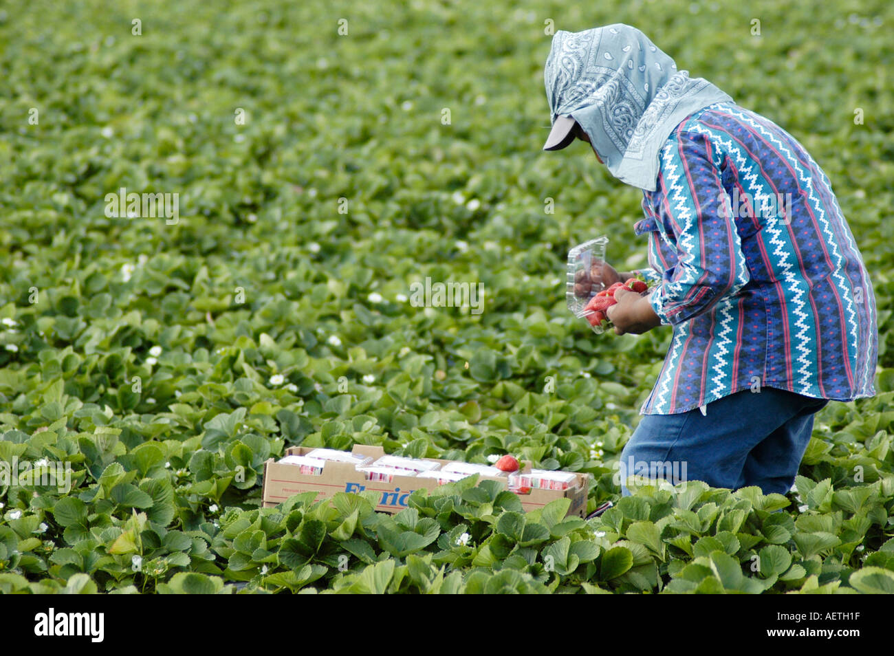 Strawberry picking machine hi-res stock photography and images - Alamy