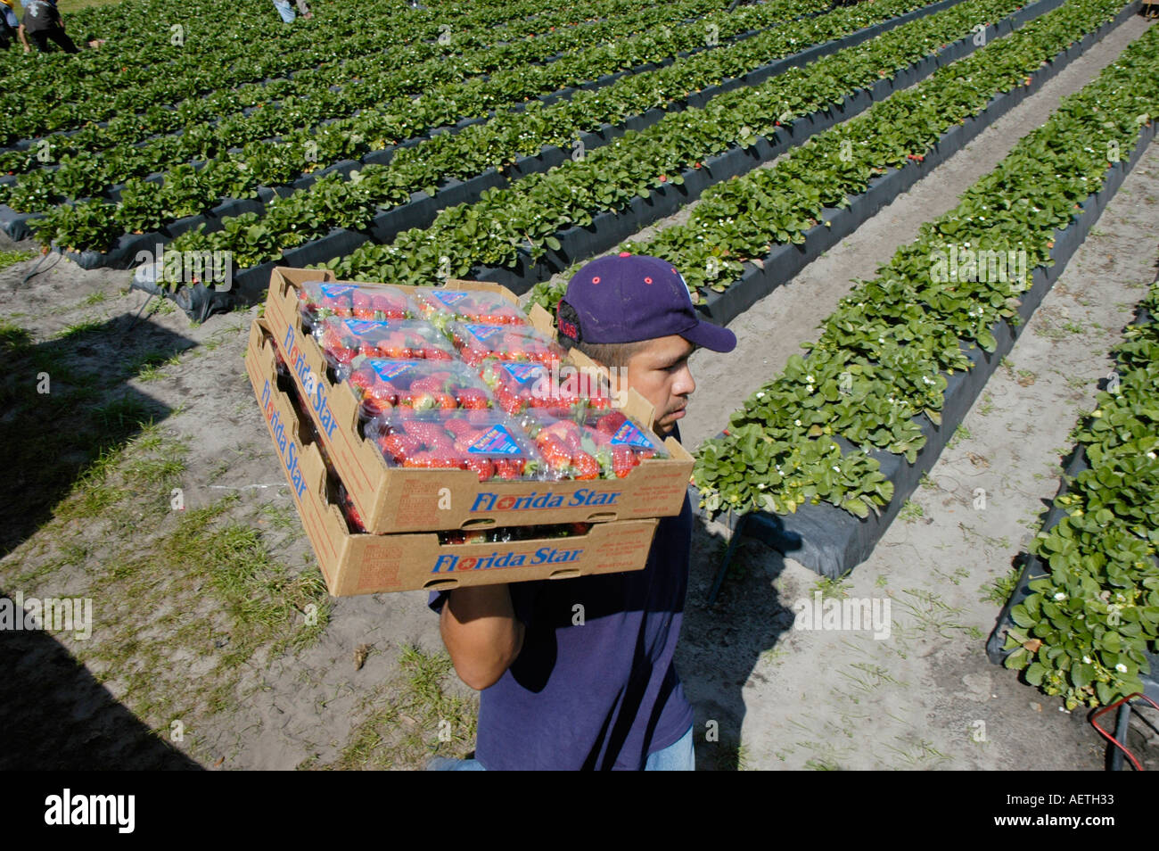 Strawberry harvesting machine hi-res stock photography and images - Alamy