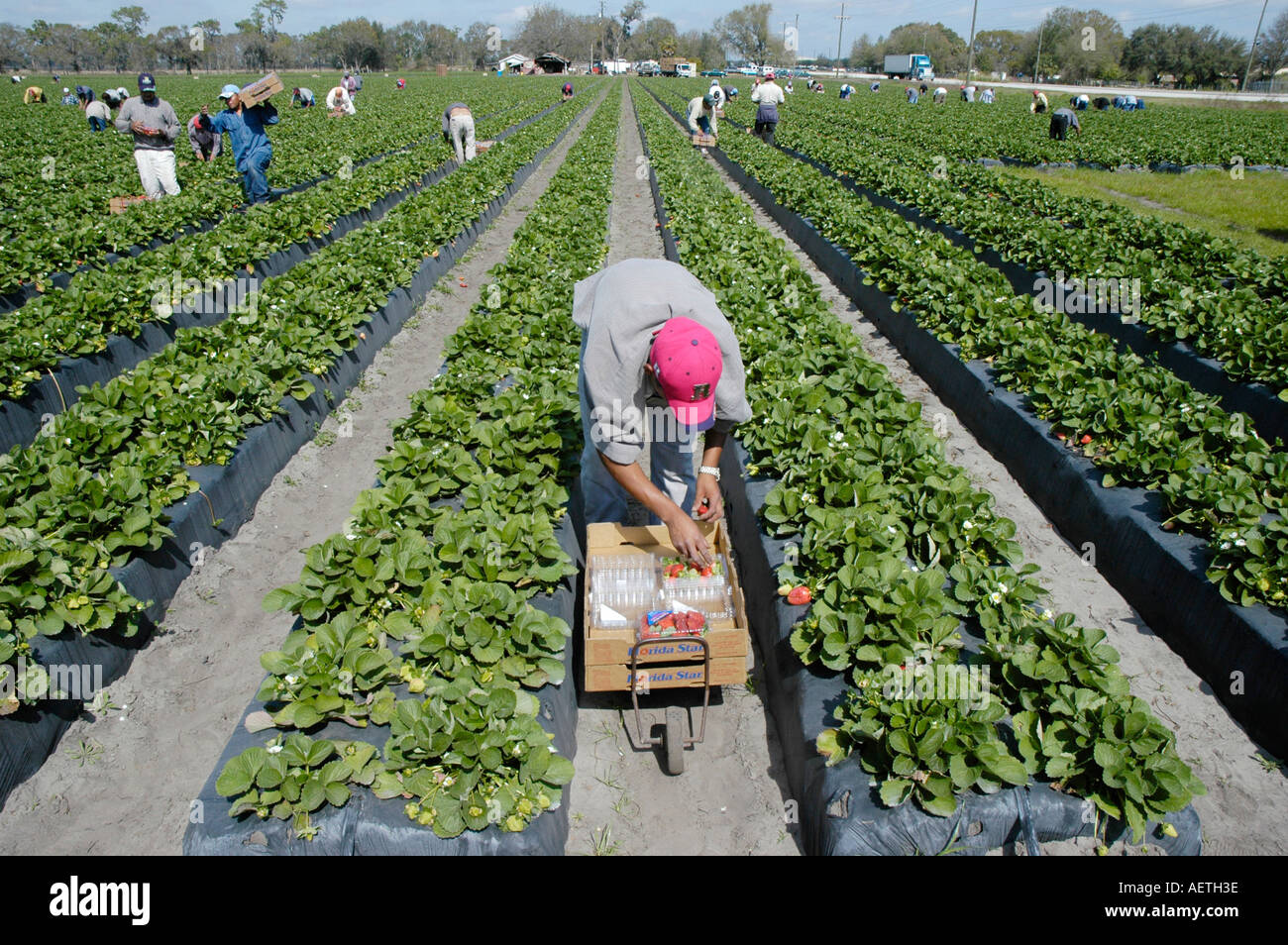 Strawberry harvesting machine hi-res stock photography and images - Alamy