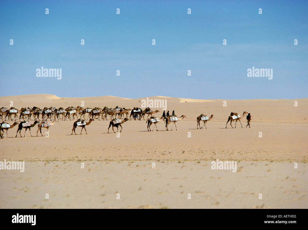 Camel train carrying salt Taoudenni Timbuktoo Mali Africa Stock Photo ...