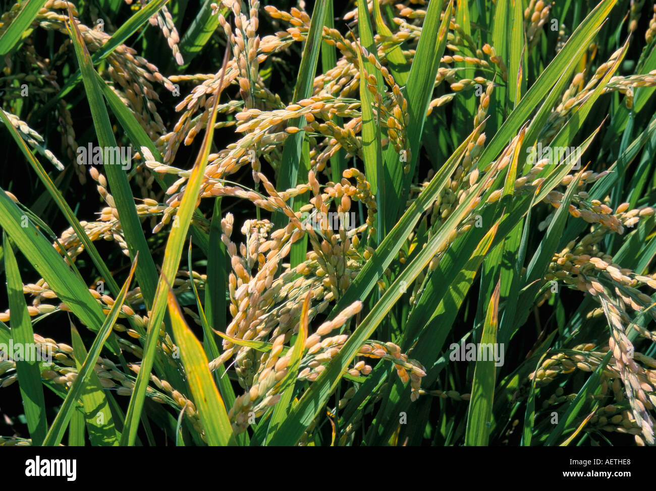 Close up of rice ready for harvesting Japan Asia Stock Photo - Alamy