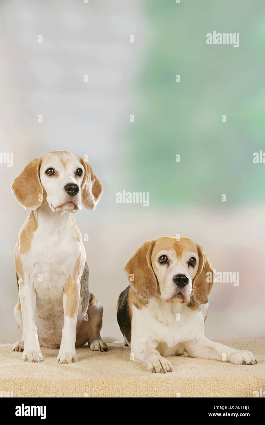 Two beagles hi-res stock photography and images - Alamy