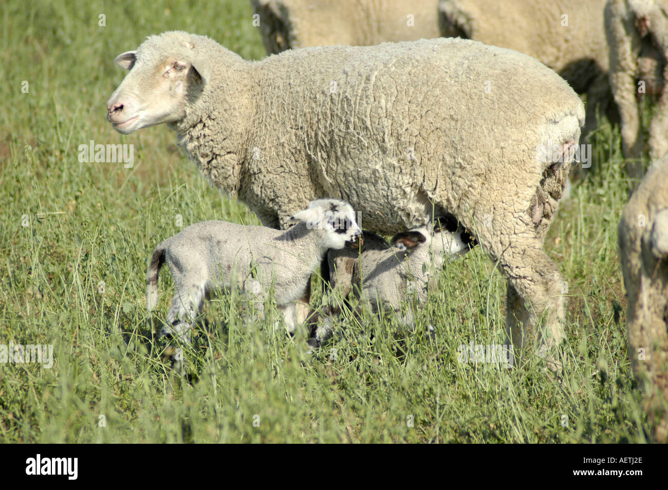 Sheep with her lambs on farm in central valley of California CA USA ...