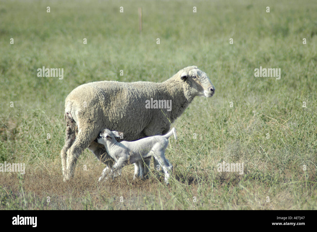 Sheep with her lambs on farm in central valley of California CA USA ...