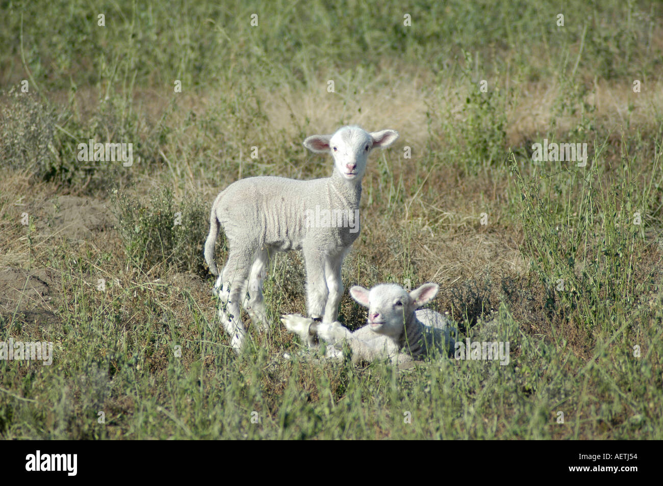 Sheep with her lambs on farm in central valley of California CA USA ...