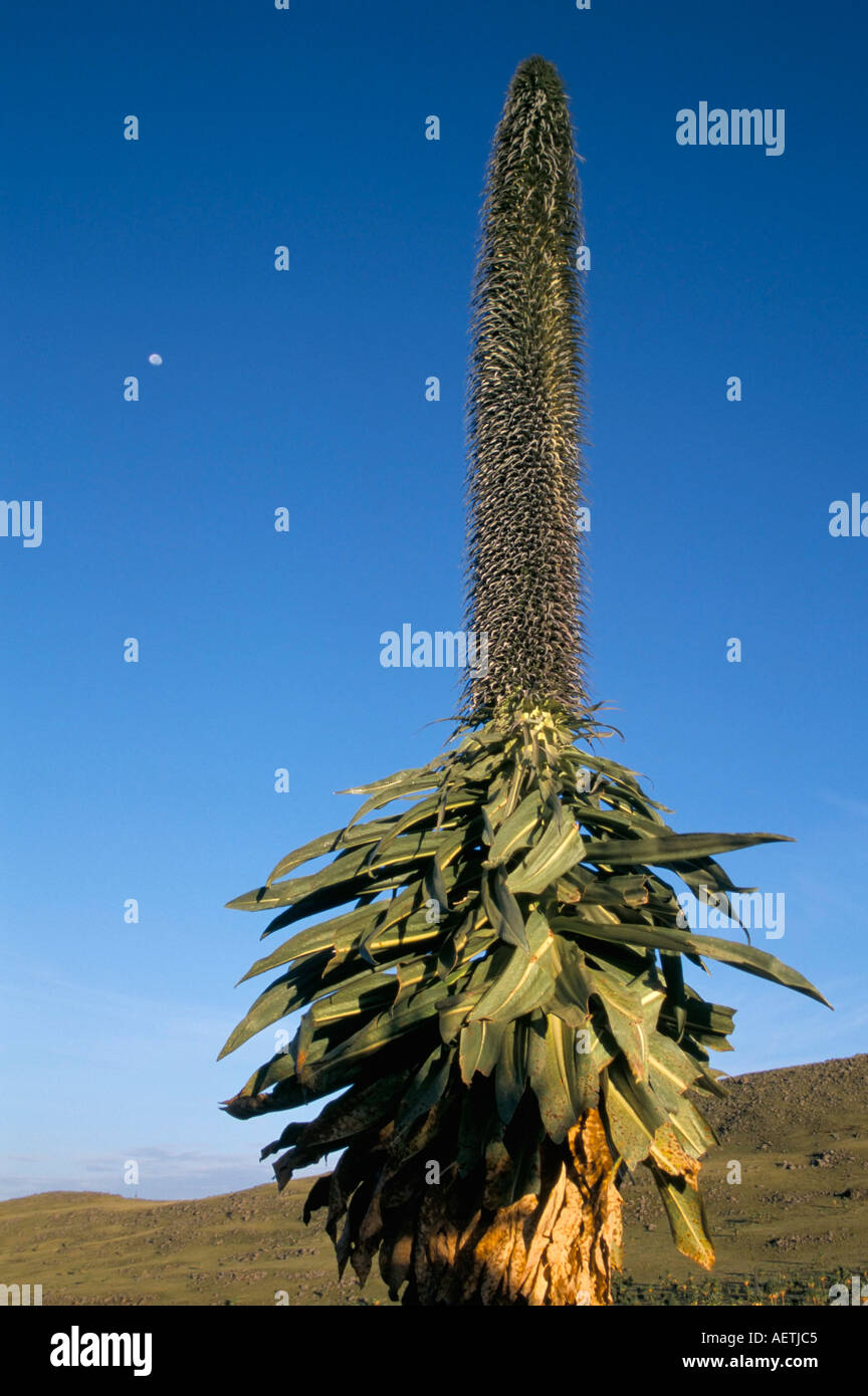 Giant lobelia Simien Mountains National Park UNESCO World Heritage Site ...