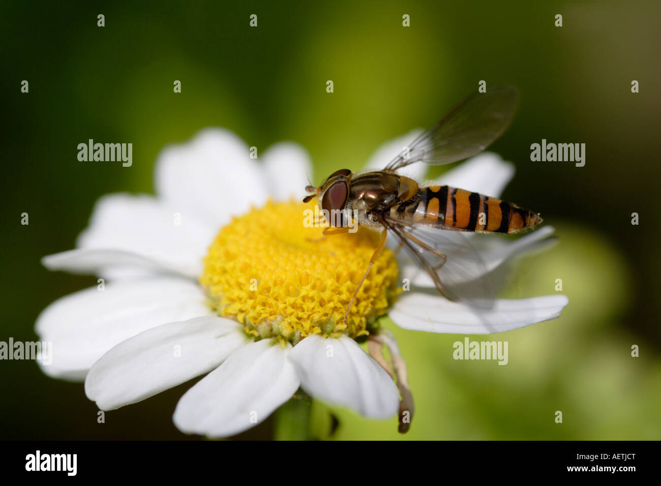 Marmalade hoverfly (Episyrphus balteatus) on daisy, England, UK Stock ...