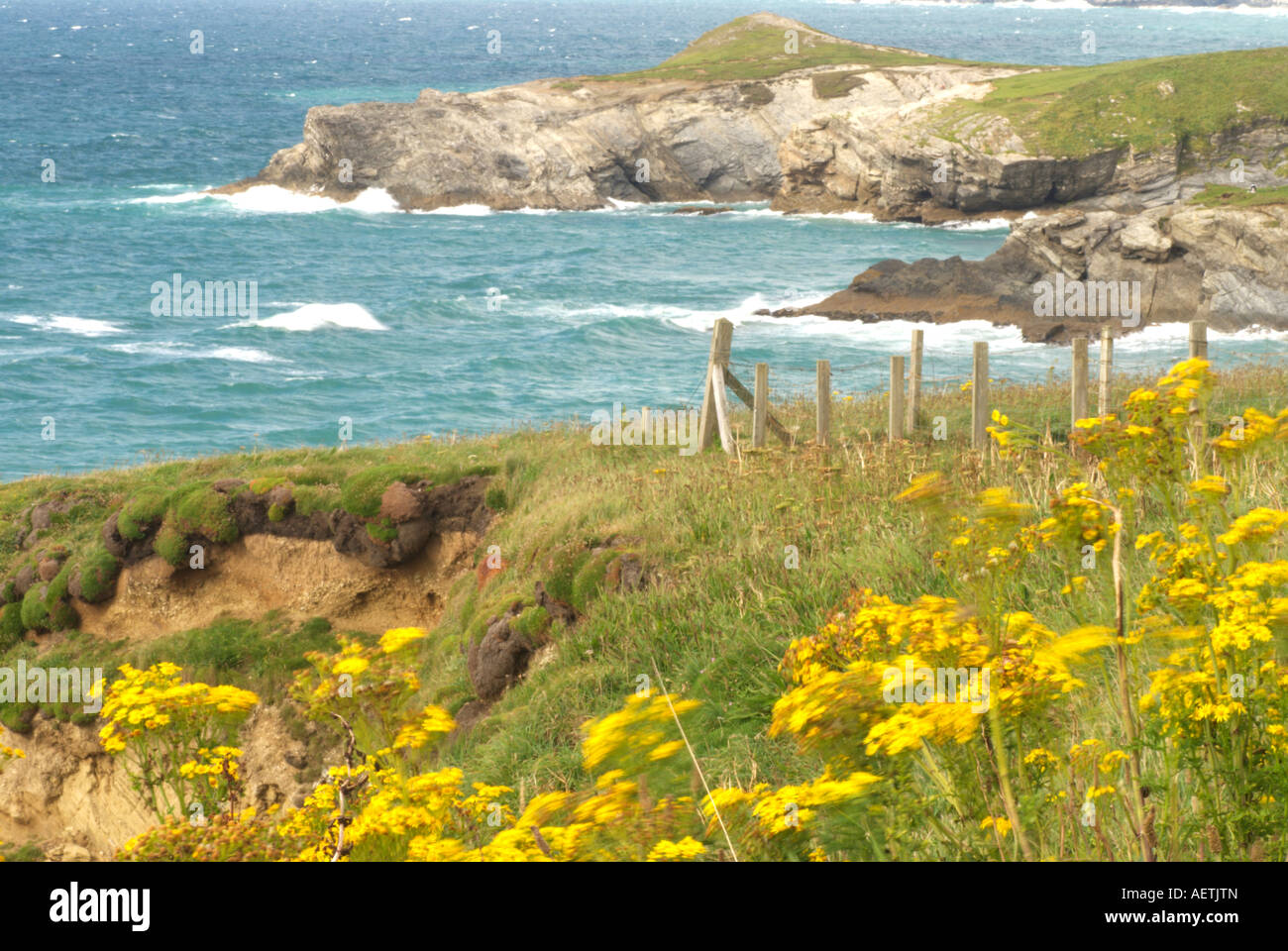 a patch of yellow flowers and a small wooden fence on a cliff high ...