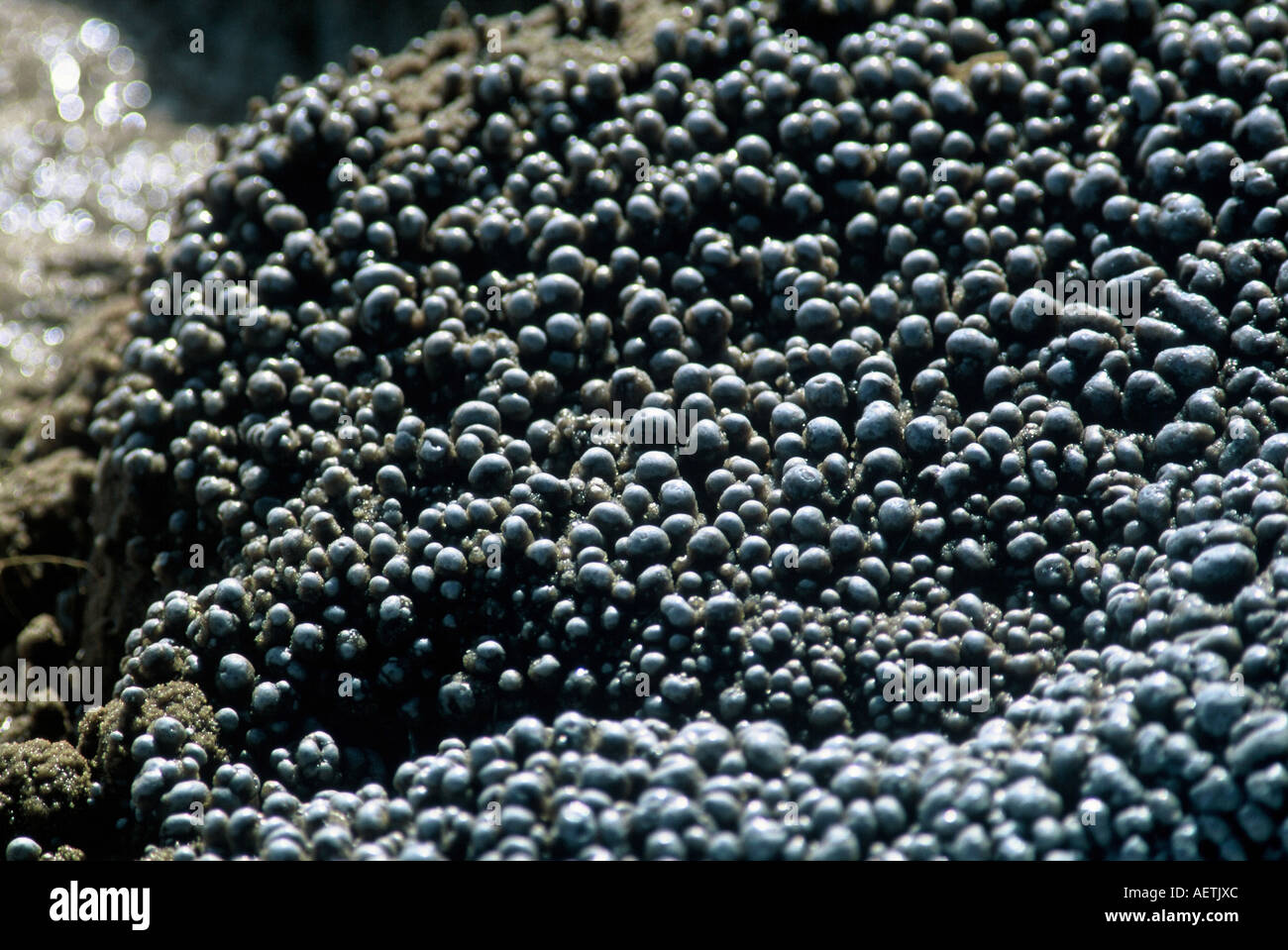 1988 Yellowstone Forest Fires High Resolution Stock Photography and ...