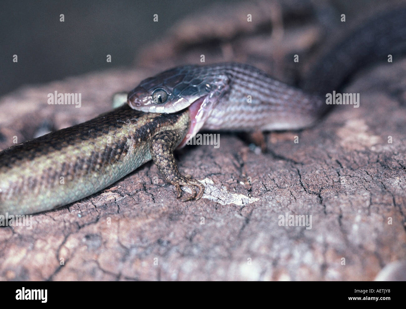 Red lipped herald snake hi-res stock photography and images - Alamy