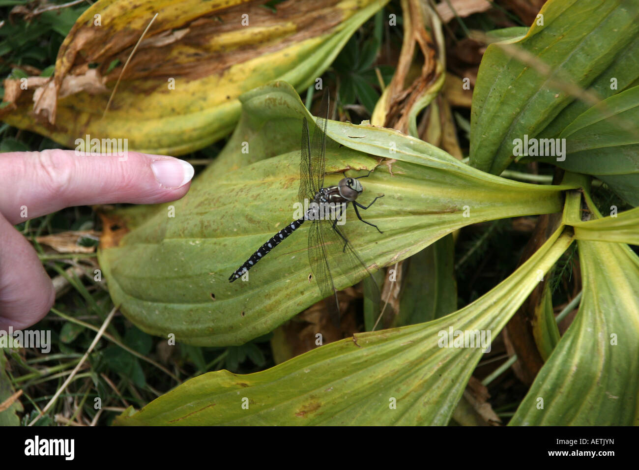 Large Insect French Alps Stock Photo - Alamy