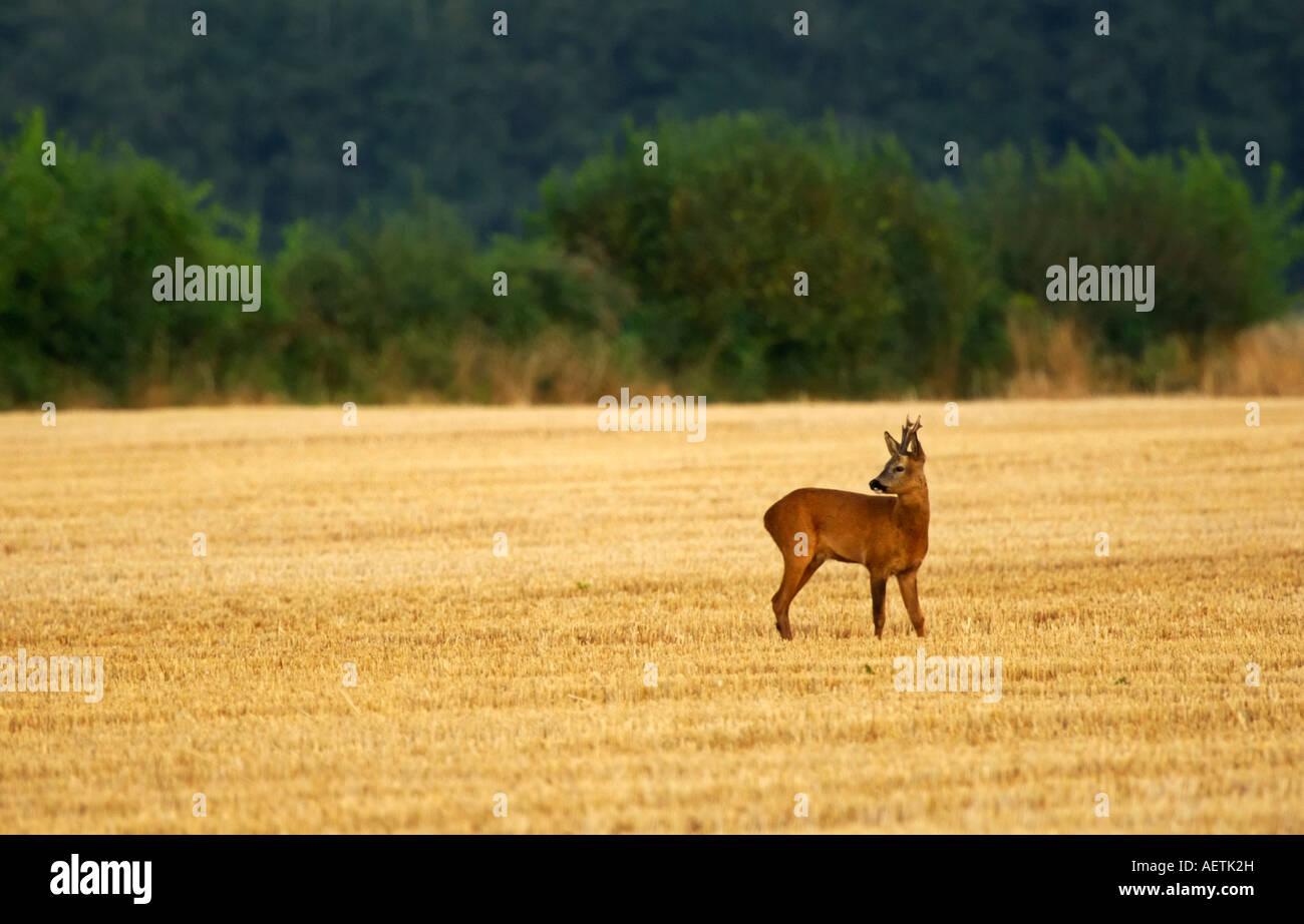 A single Deer in a newly harvested field Stock Photo - Alamy