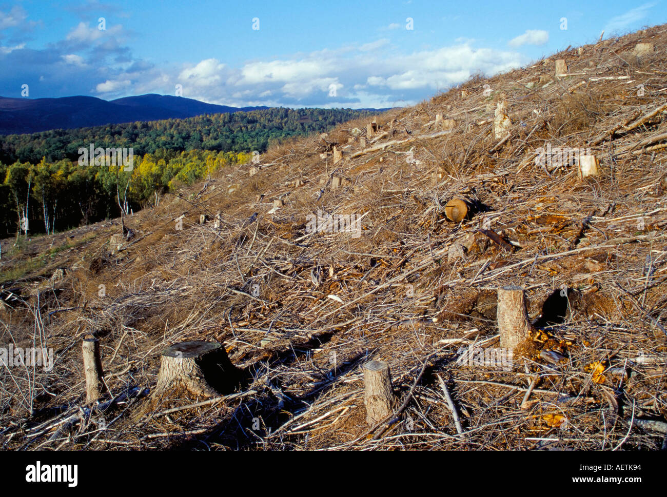 Deforestation hi-res stock photography and images - Alamy