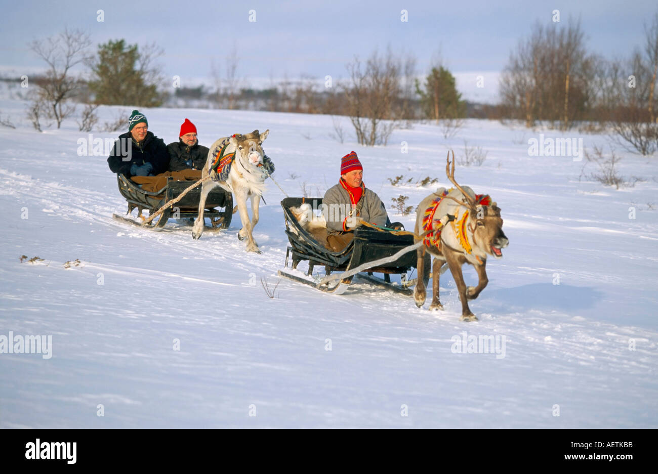 Southern Lapp man with reindeer sledge Roros Norway Scandinavia Europe ...