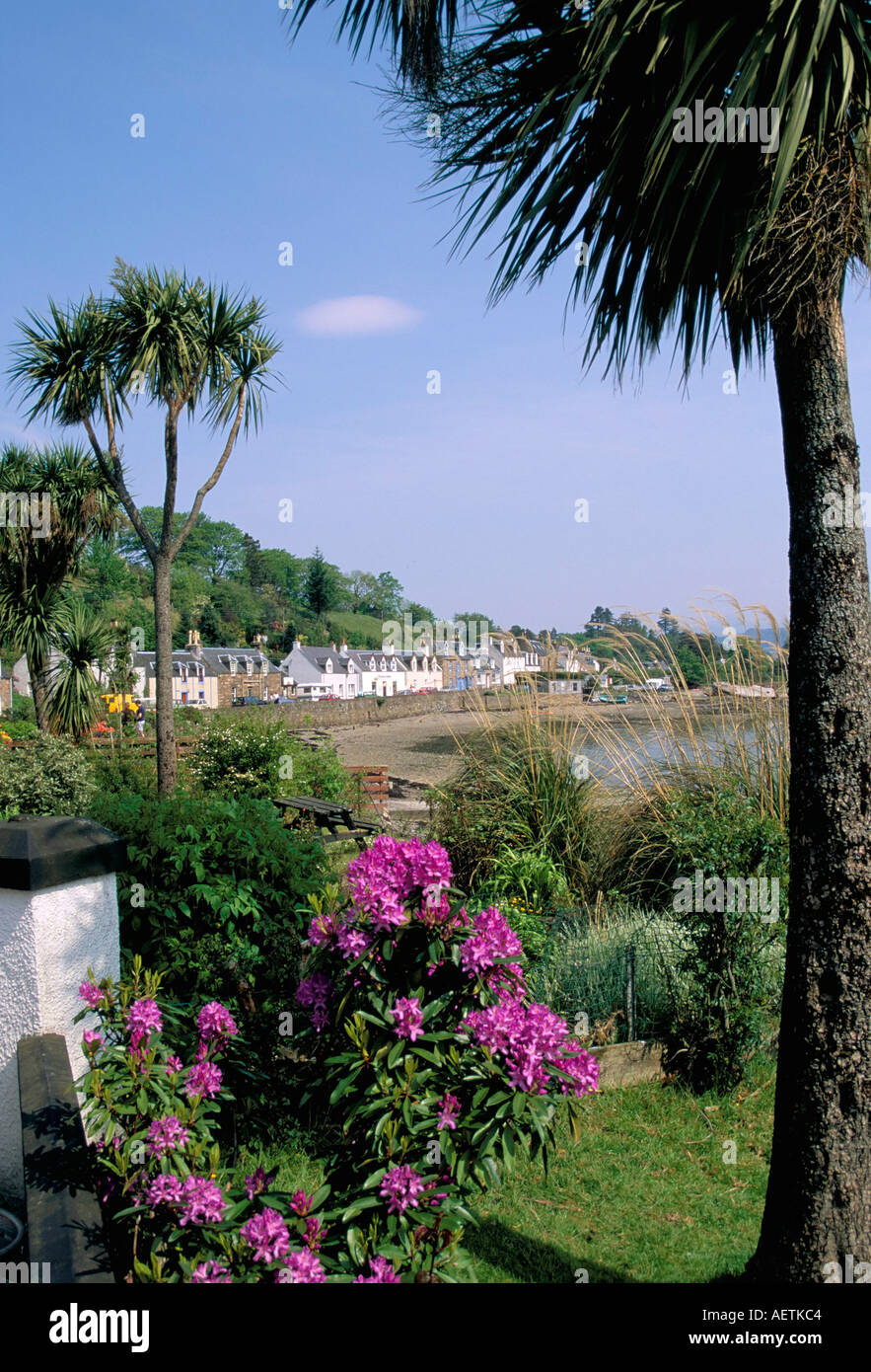 Palm trees Plockton at the mouth of Loch Carron Highlands Scotland ...