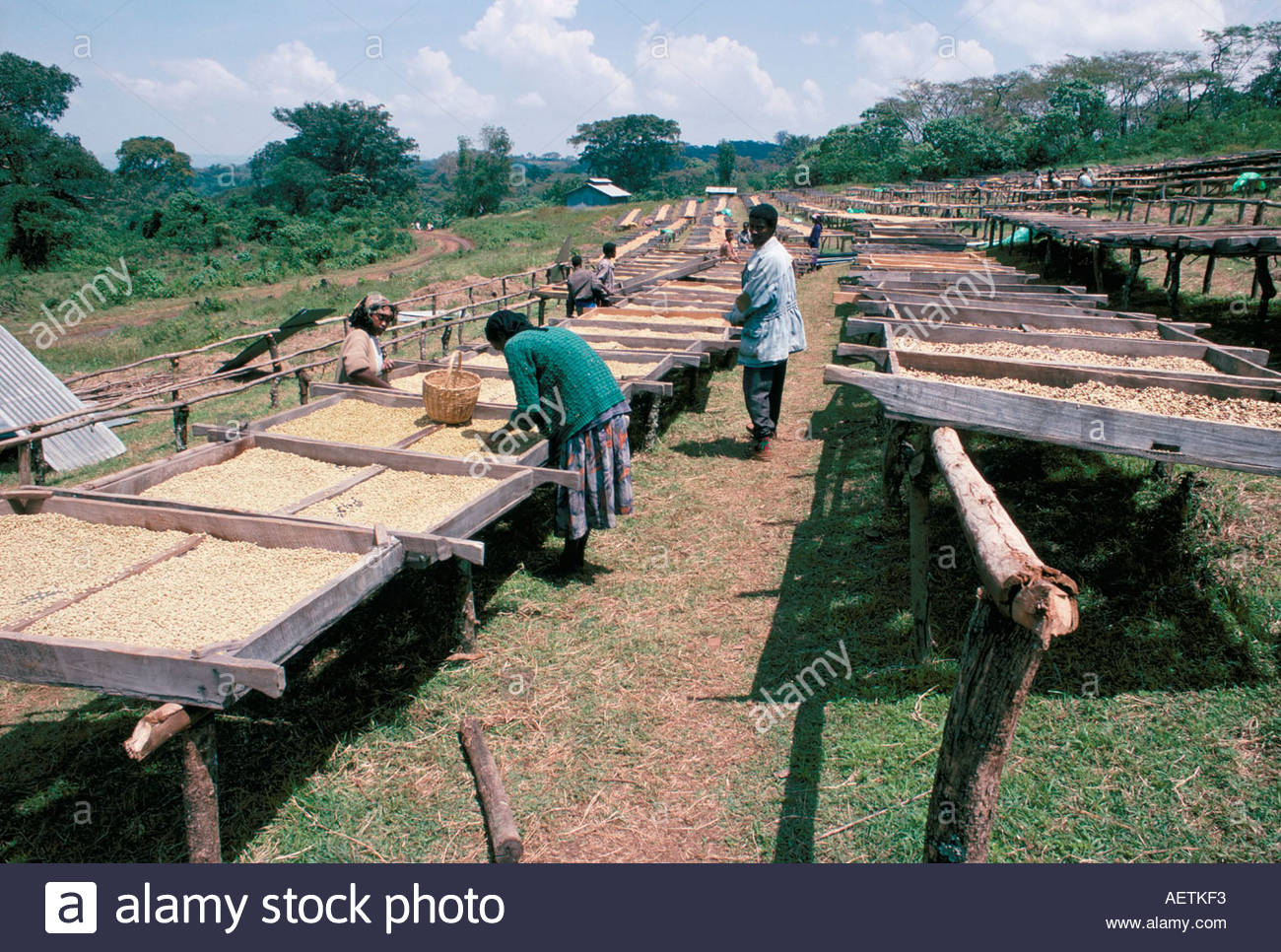 Kaffa Ethiopia Stock Photos & Kaffa Ethiopia Stock Images - Alamy