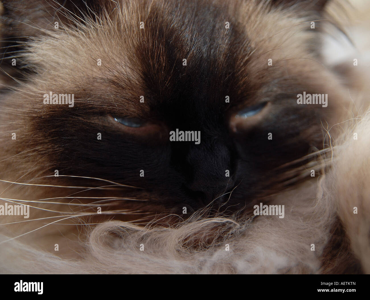 Ragdoll pedigree hi-res stock photography and images - Alamy