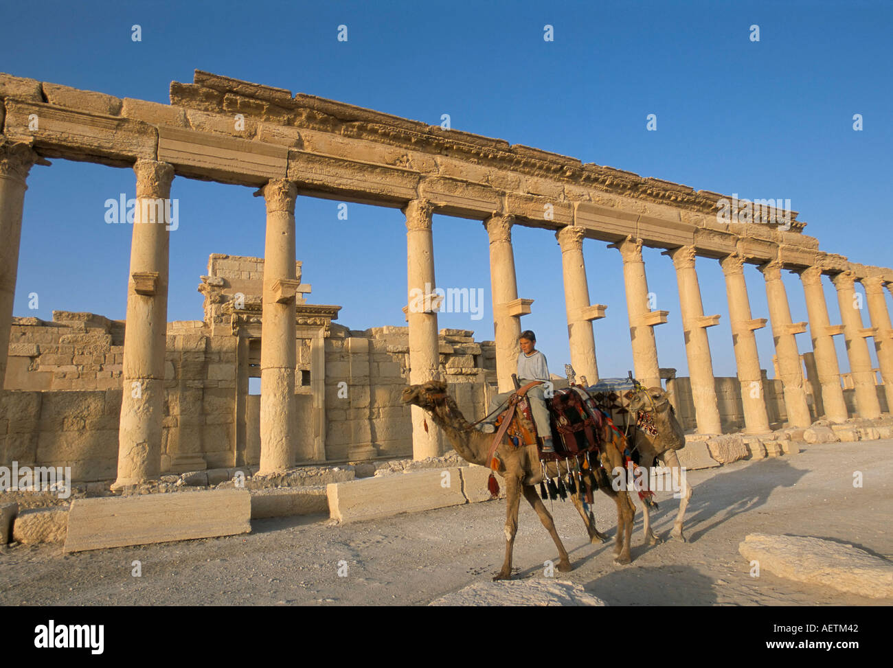 Camel in roman ruins palmyra hi-res stock photography and images - Alamy