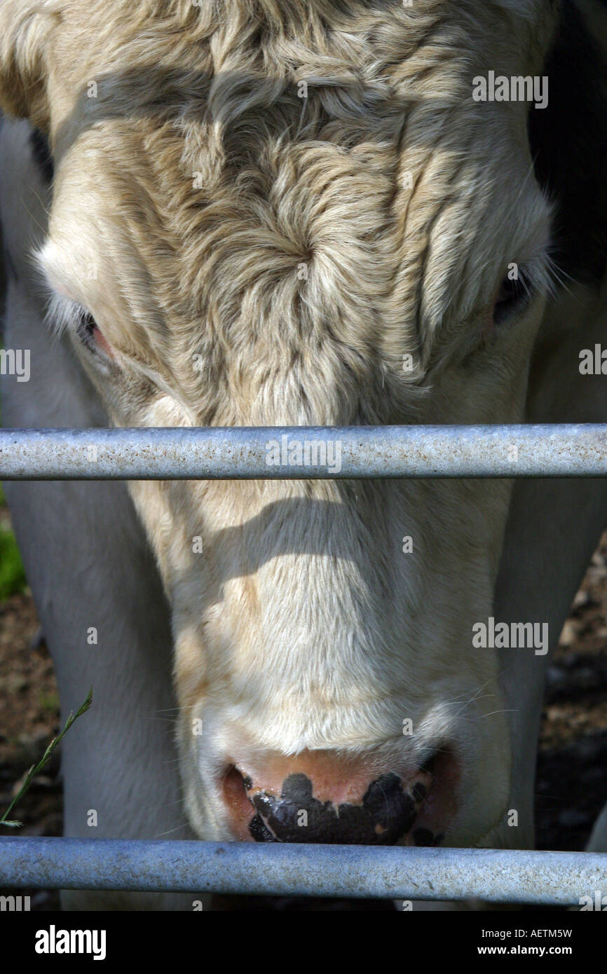 Cow behind bars in the farming industry Stock Photo - Alamy