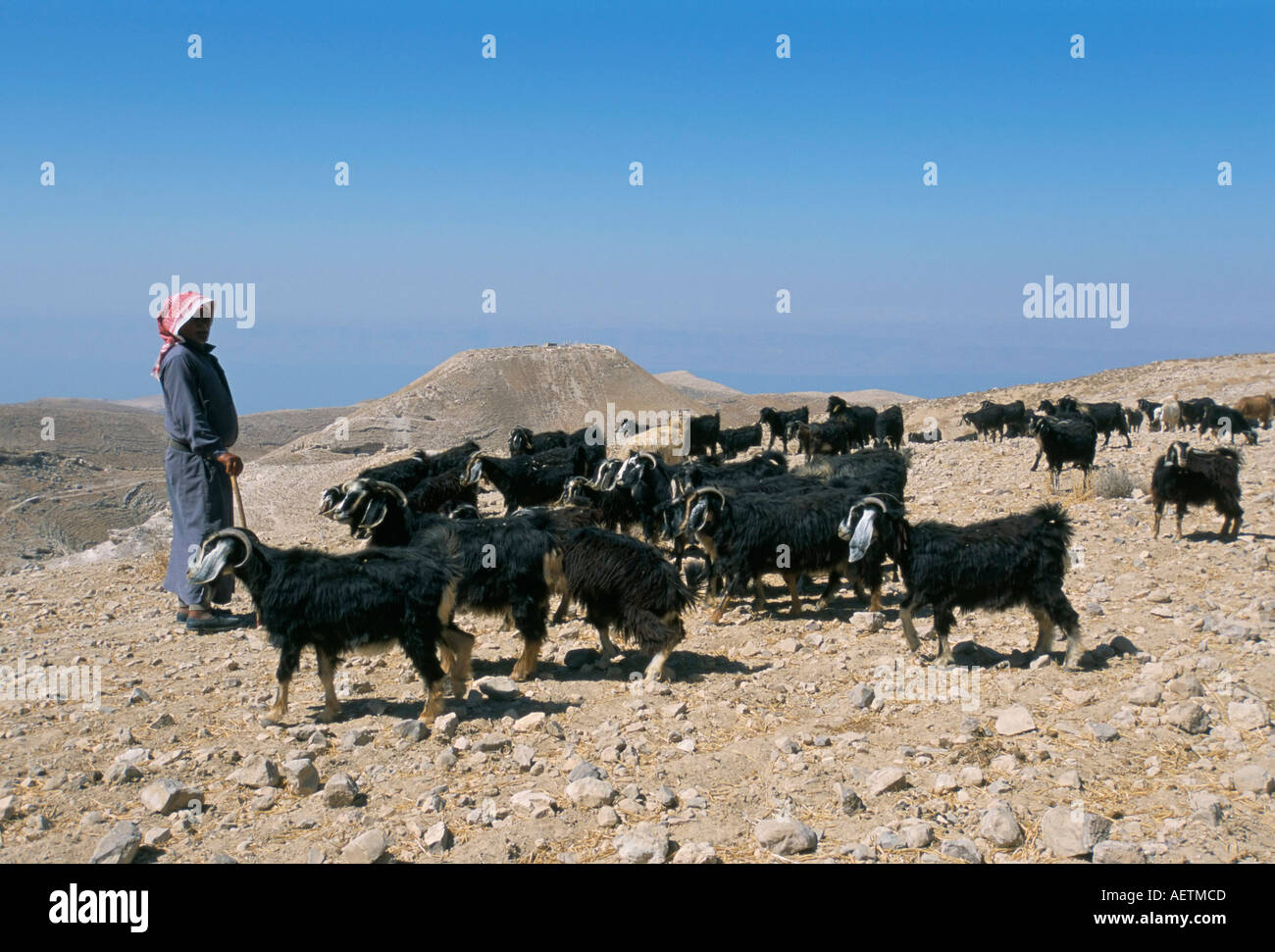 Bedouin goat herder Harodus castle Jordan Middle East Stock Photo - Alamy