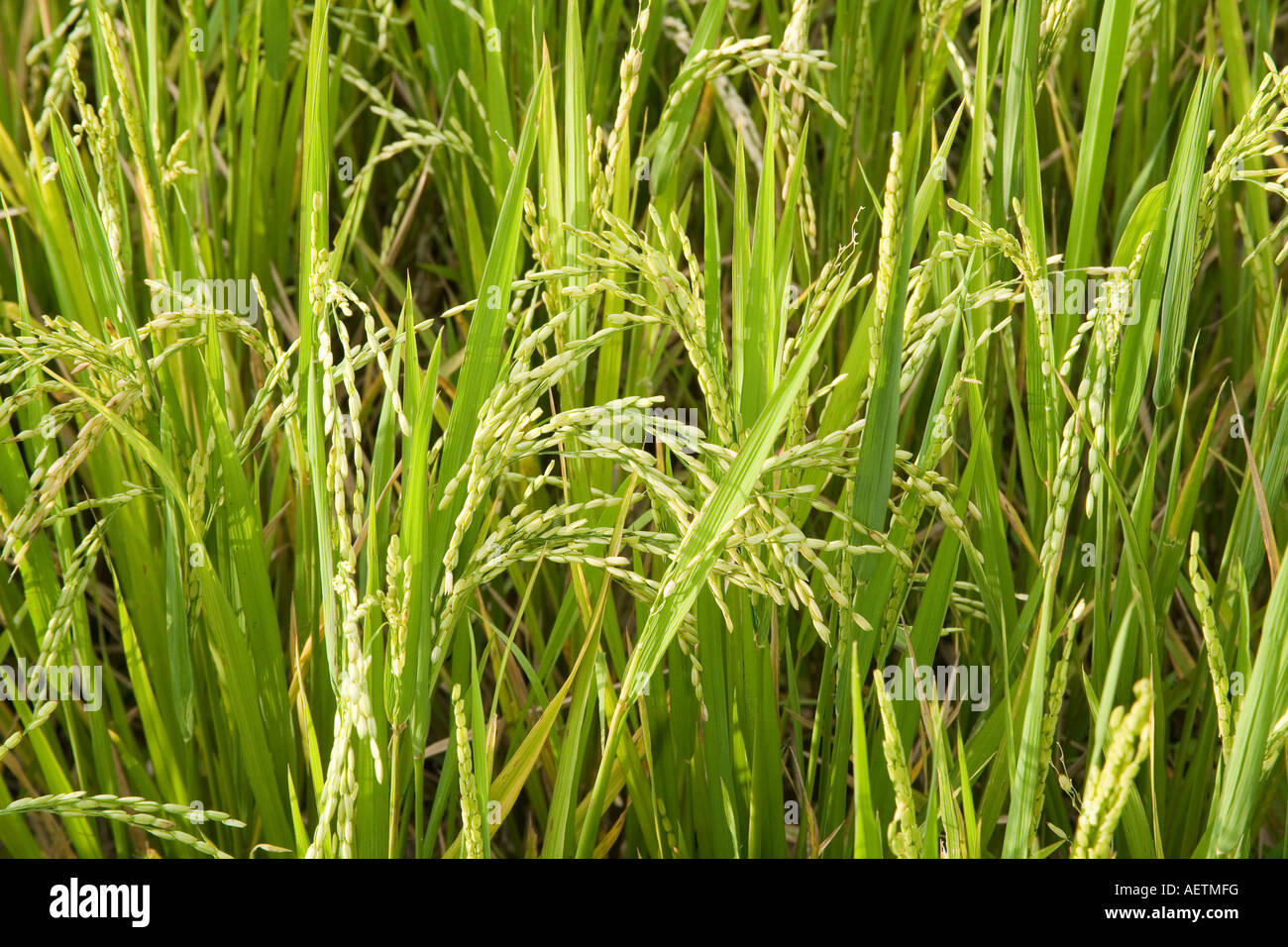 A close up picture of young grains of rice Stock Photo - Alamy