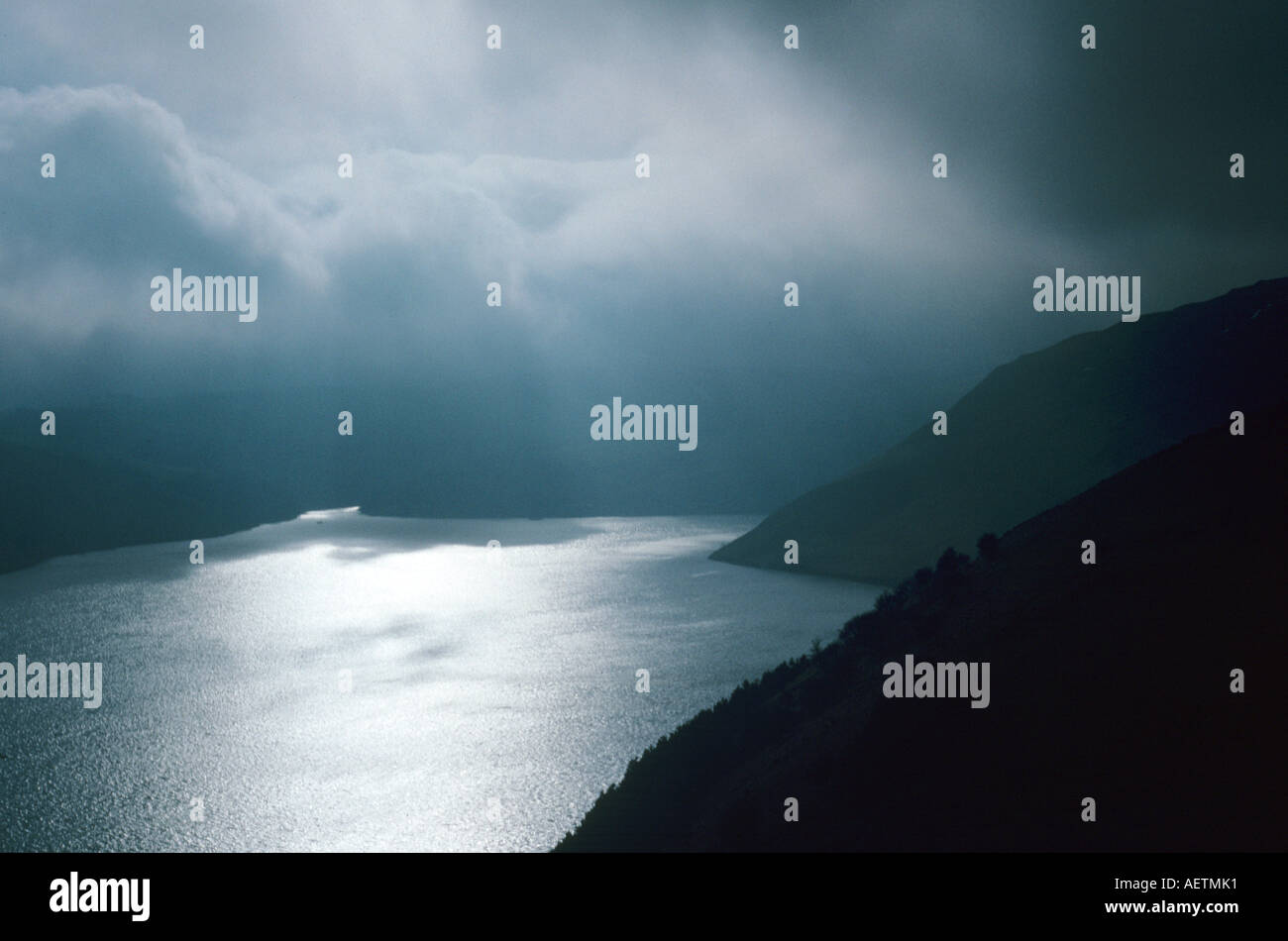 raptor barn owl Bird of prey wales cymru bird Owl Powys all Stock Photo ...