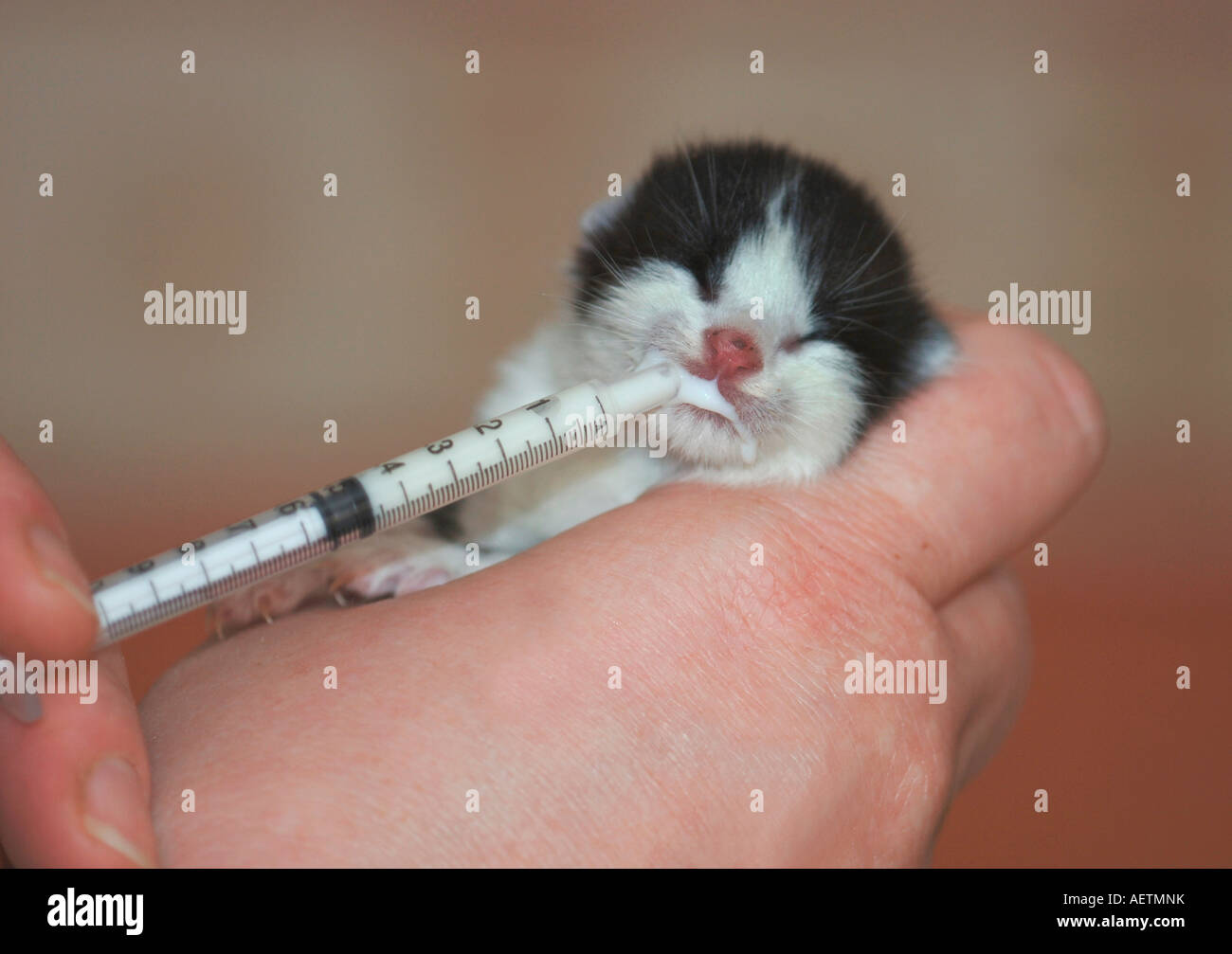 Hand rearing hi-res stock photography and images - Alamy