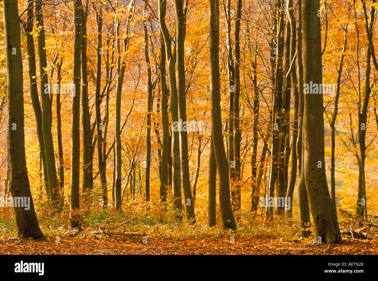Beech trees in autumn Queen Elizabeth Country Park Hampshire England ...