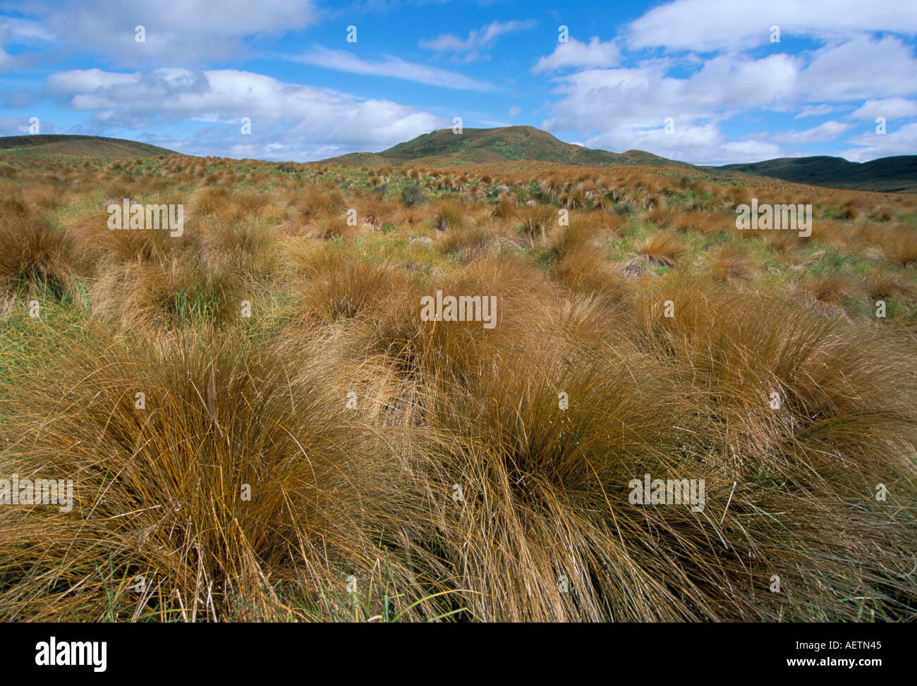 Red tussock grass Mossburn South Island New Zealand Pacific Stock Photo ...