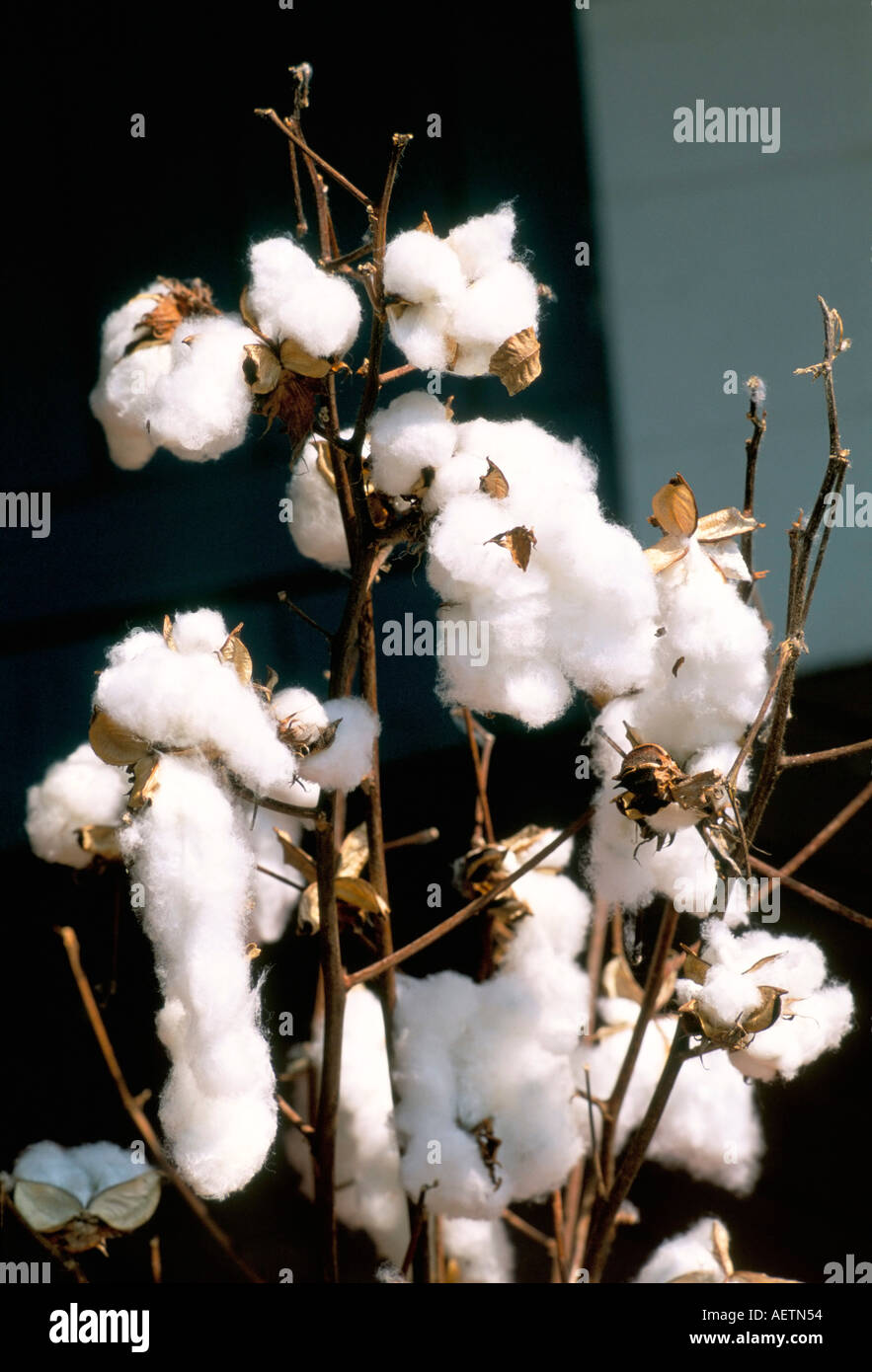 Pointe cotton hi-res stock photography and images - Alamy