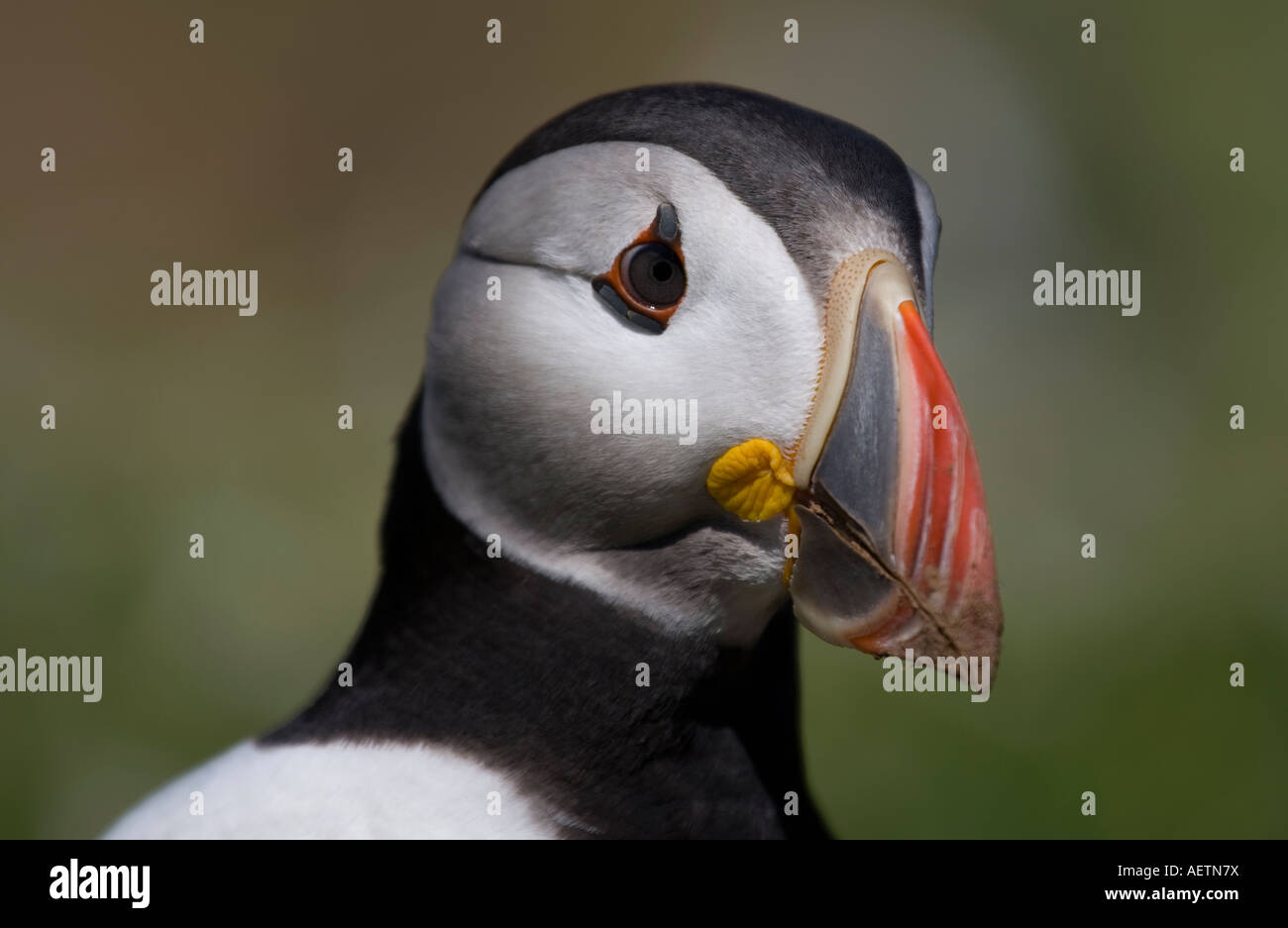 Puffin portrait skomer island showing face detail Stock Photo - Alamy