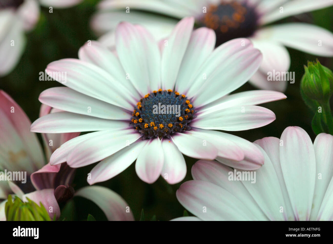 Osteospermum variety hi-res stock photography and images - Alamy