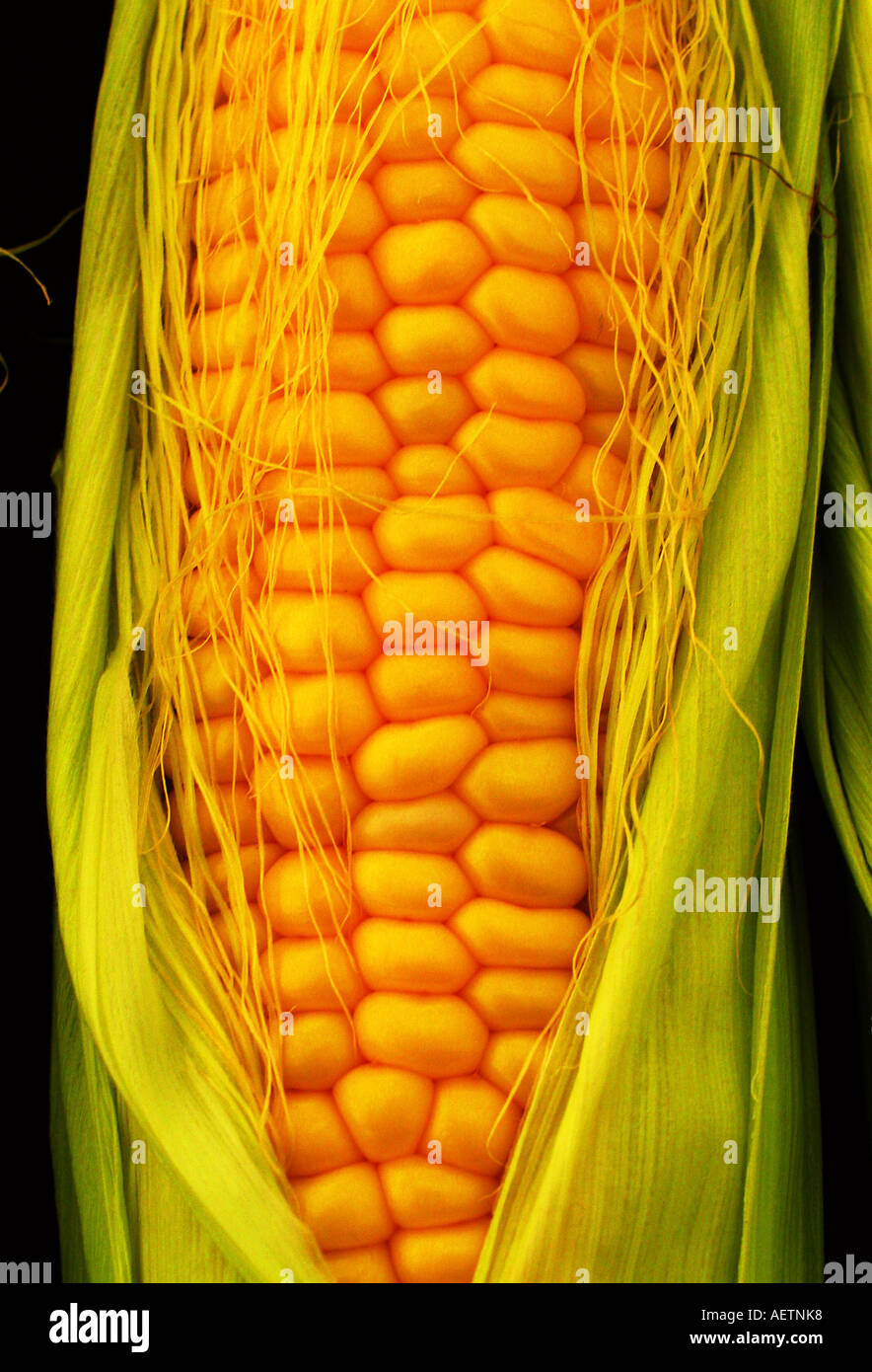 A cob of sweetcorn Stock Photo - Alamy