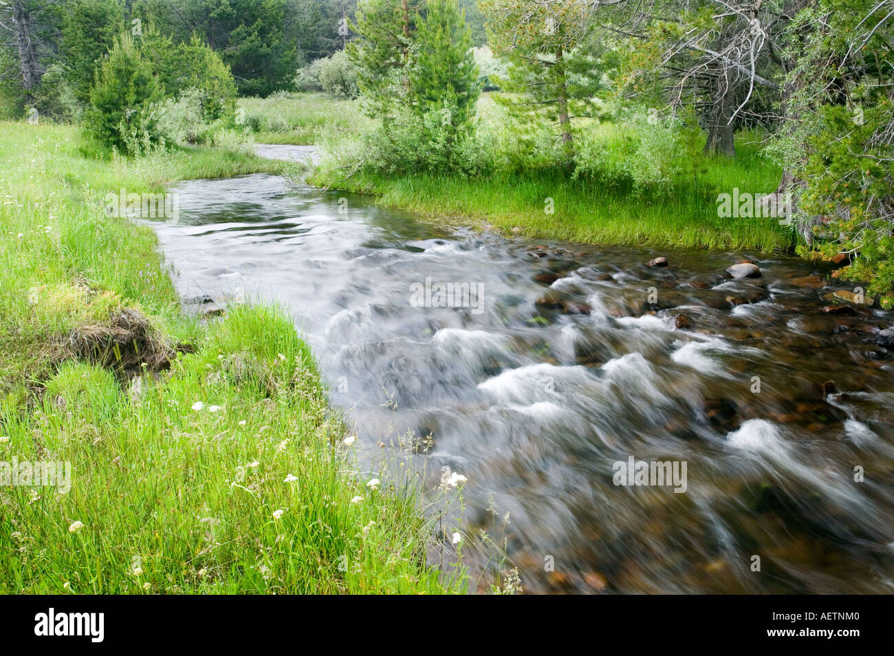 Pristine Sagehen creek, Truckee California Stock Photo - Alamy