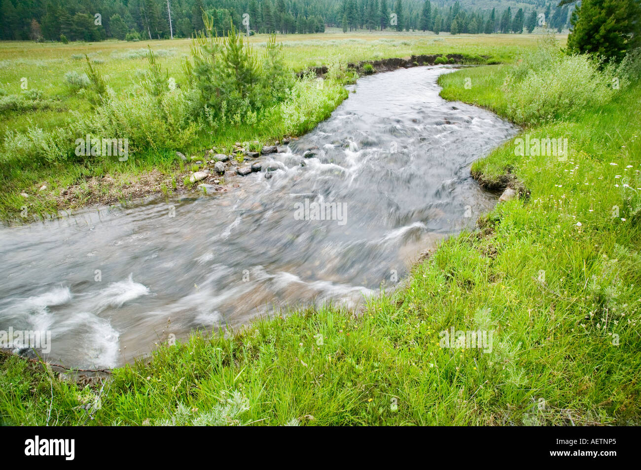 Sagehen creek hi-res stock photography and images - Alamy