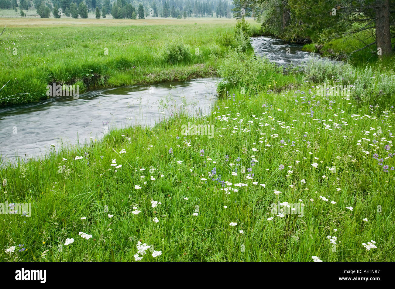 Sagehen creek hi-res stock photography and images - Alamy