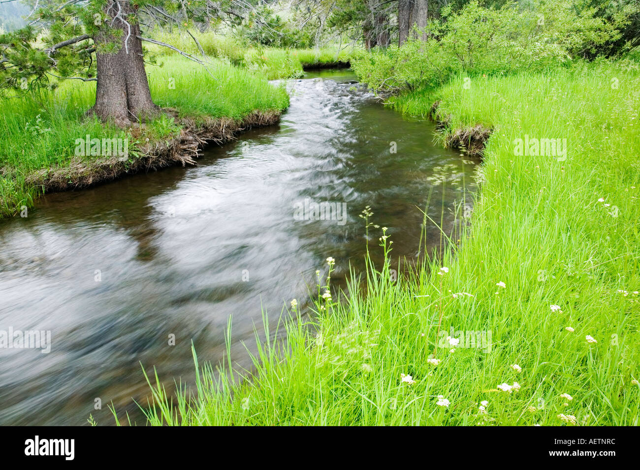 Sagehen creek hi-res stock photography and images - Alamy