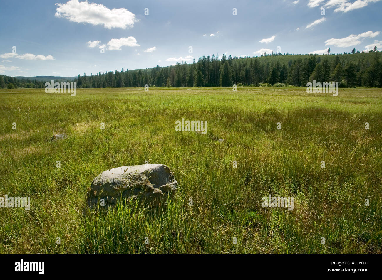 Sagehen hi-res stock photography and images - Alamy