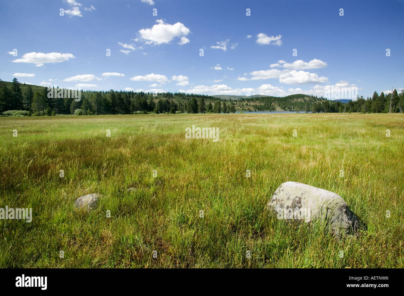 Sagehen hi-res stock photography and images - Alamy