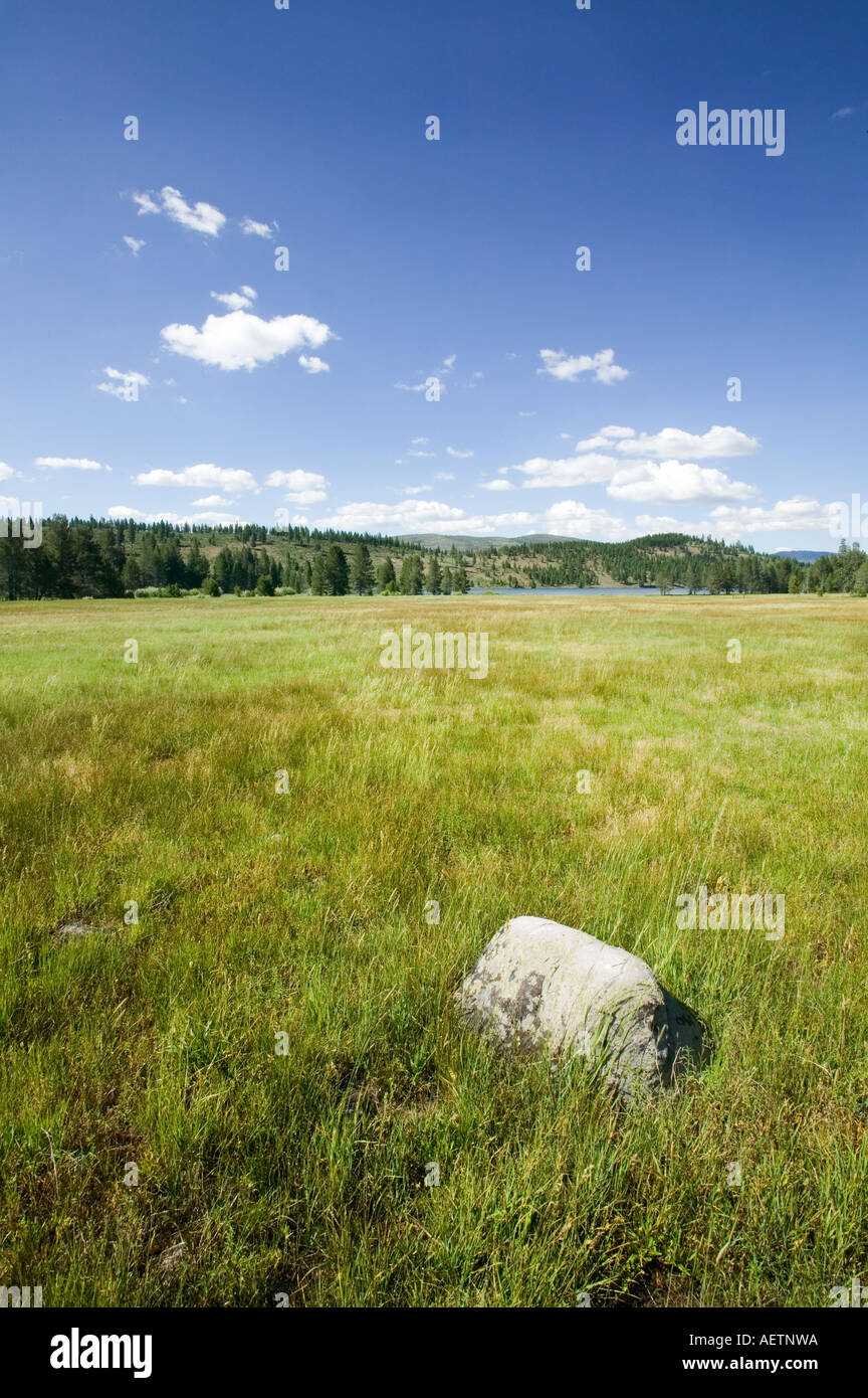 Sagehen hi-res stock photography and images - Alamy