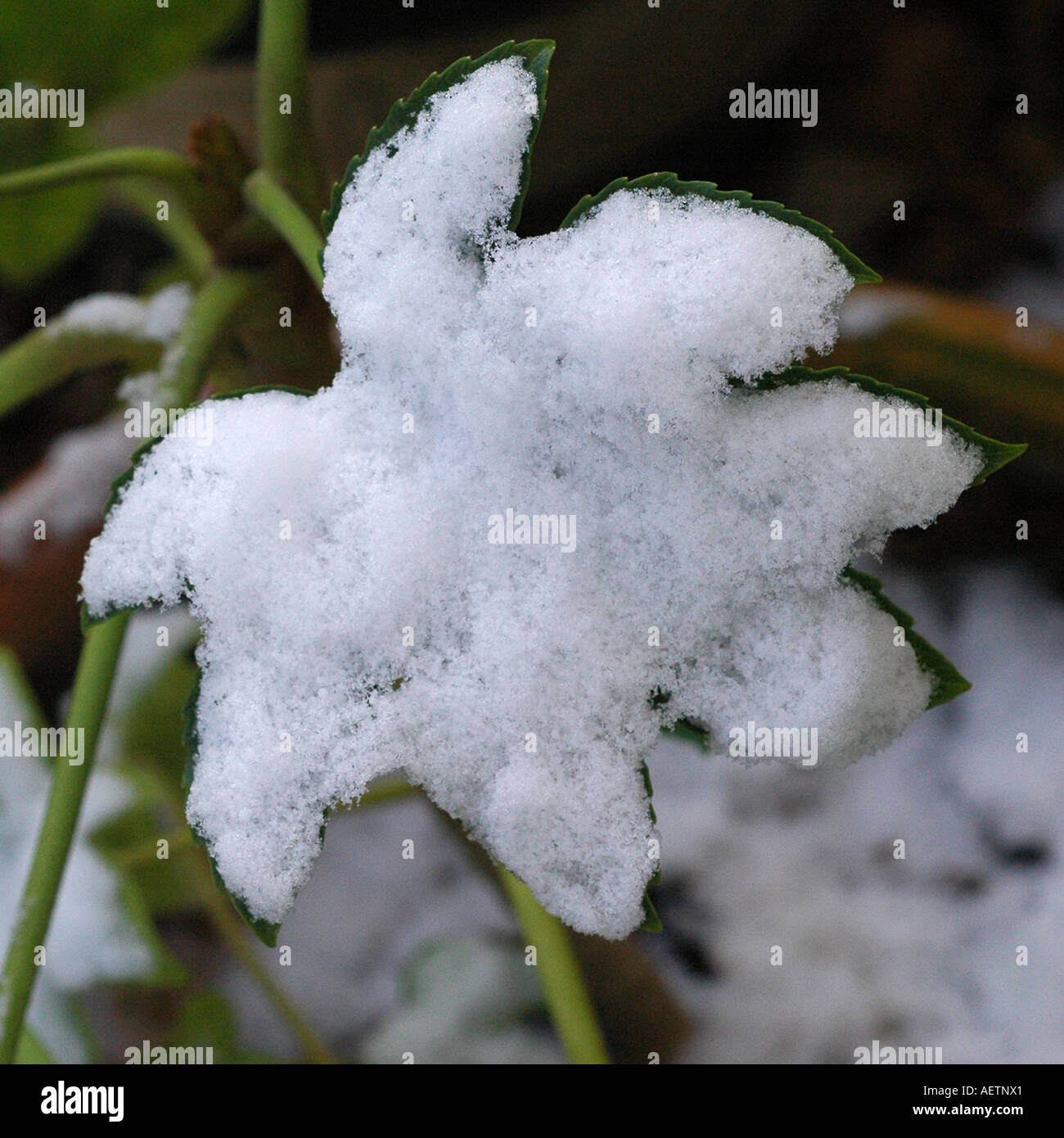 snow covered leaf Stock Photo - Alamy