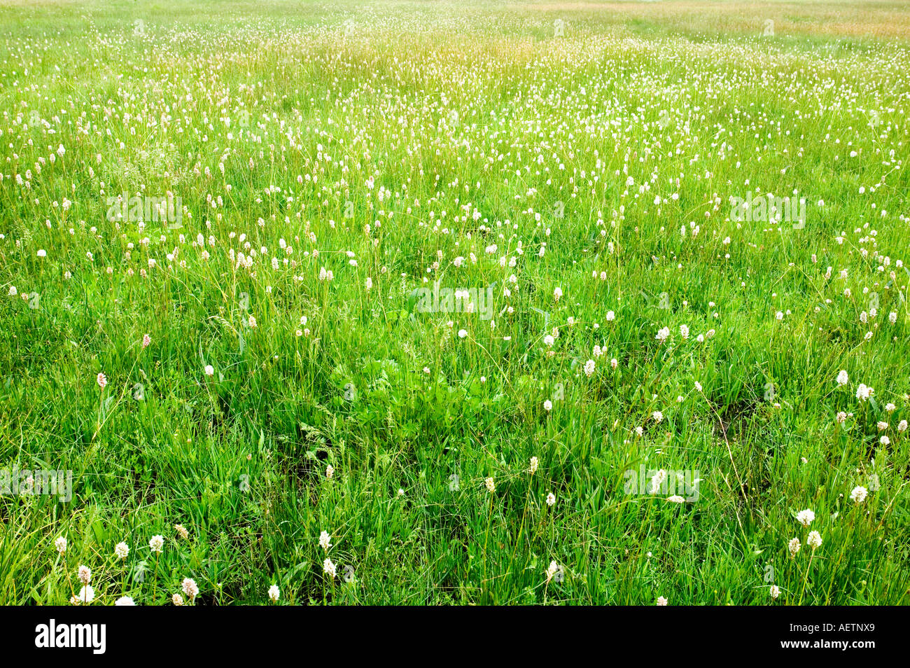 Truckee meadows hi-res stock photography and images - Alamy